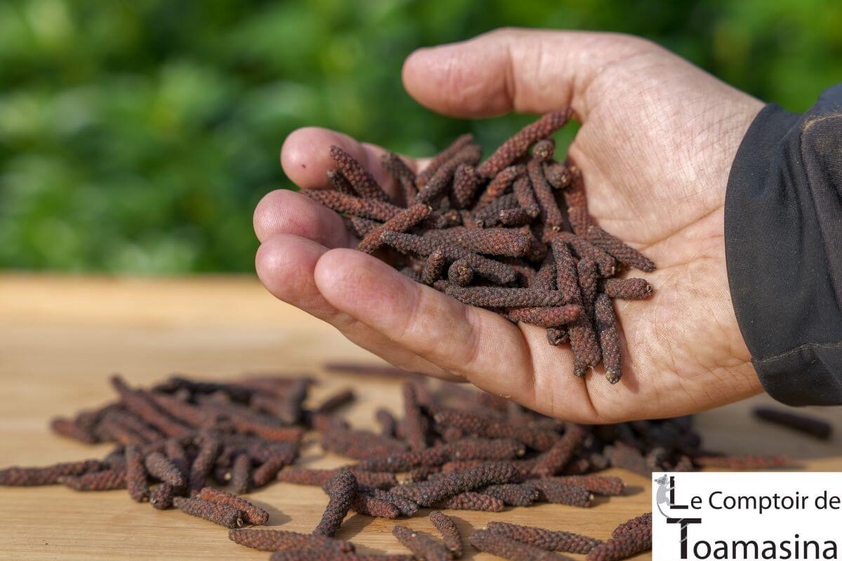 Poivre Long de Java en Moulin - Indonésie - Achat, Utilisations ...